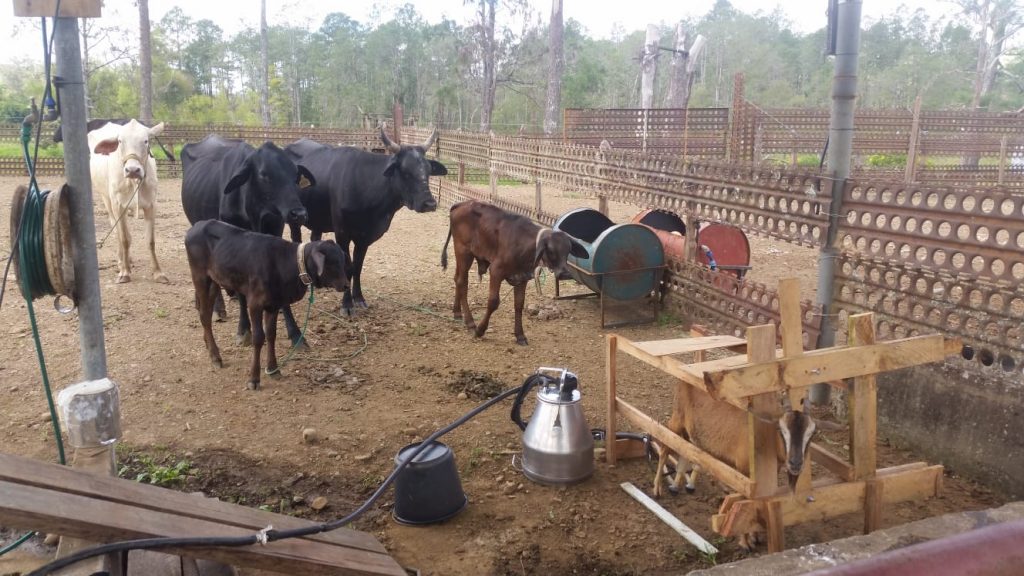 Veel nieuw leven: waakhond, ooilammetje, kalfje en geitjes | Eten en ...